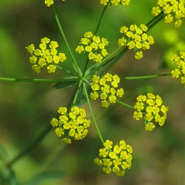 Bupleurum falcatum / Hare's Ear Root Tincture / Chai Hu – West Coast Herbs