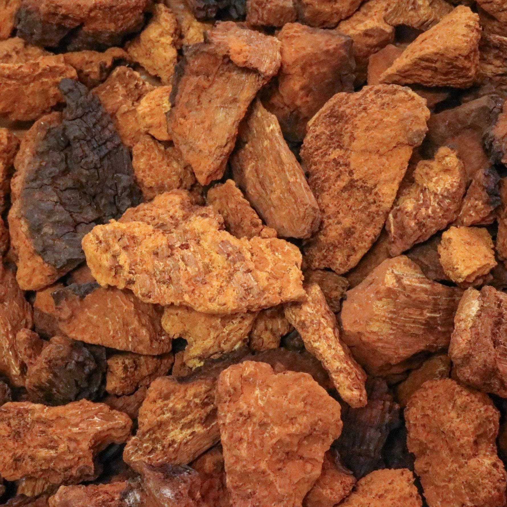 Chaga Chunks – West Coast Herbs