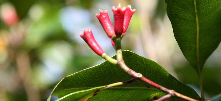 Clove Bud Tincture – West Coast Herbs